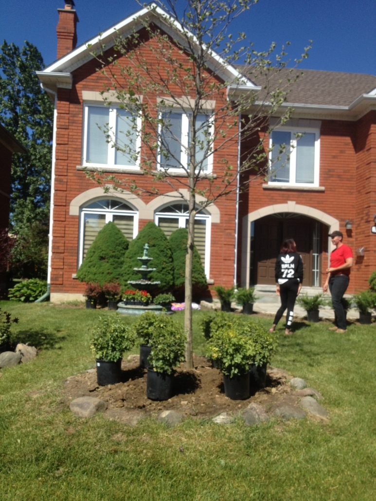 cardinal-tree-care-tree-planting-finished-1 - Cardinal Tree Care