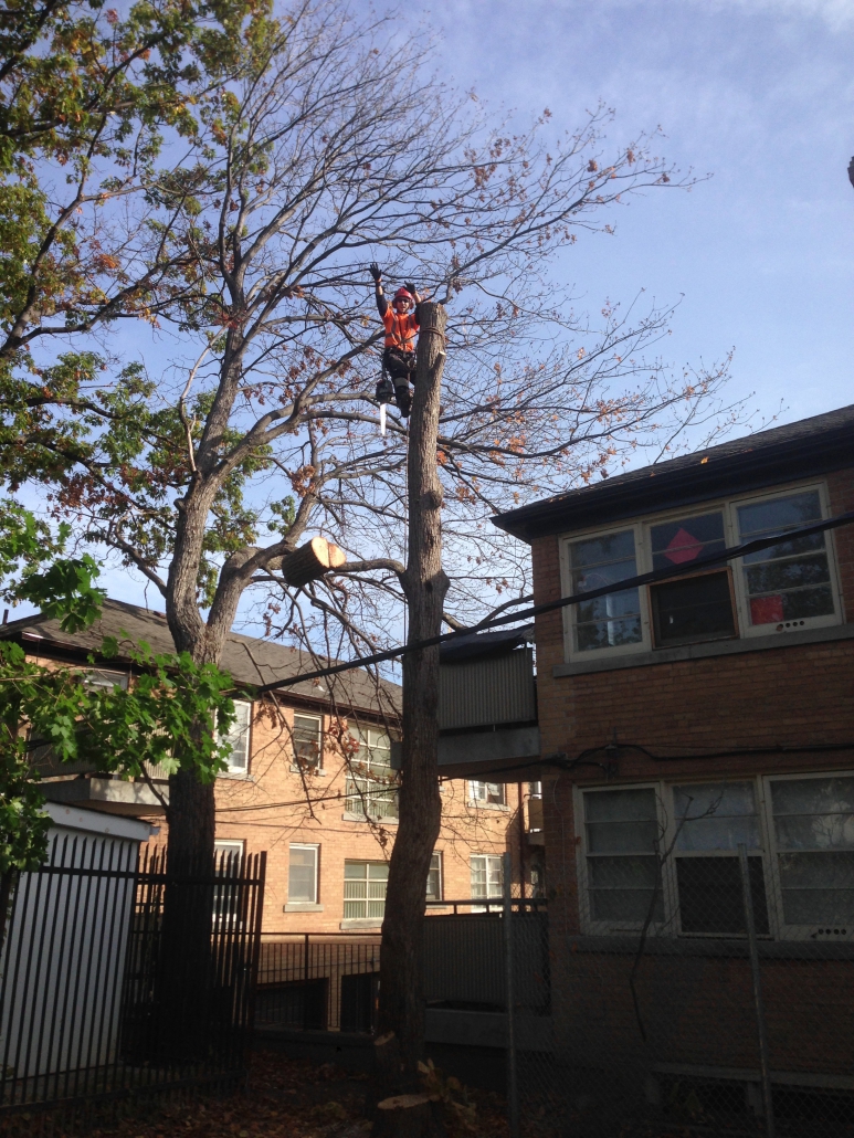 Tree Removal - Cardinal Tree Care