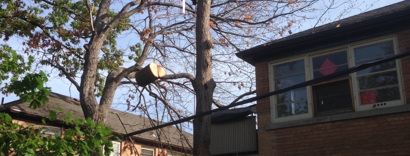 Tree Removal - Cardinal Tree Care