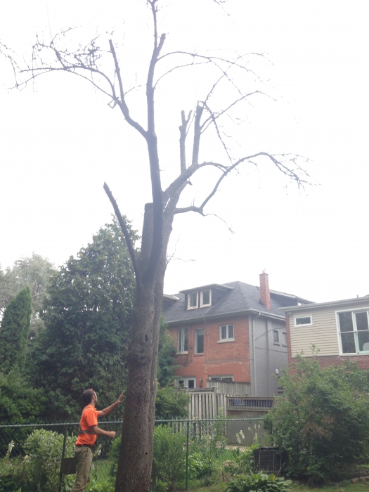 Cardinal Tree Care - Arborist Reports for Tree Permits