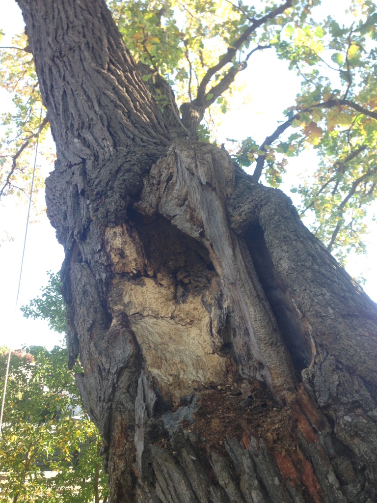 Hazardous Tree : Cavity : Rot - Cardinal Tree Care