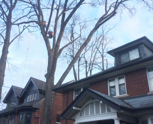Tree Support Systems - Cardinal Tree Care