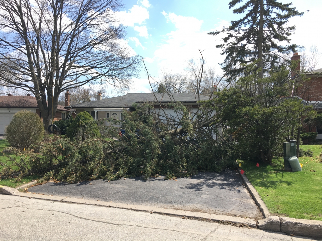 IMG_0781 - Cardinal Tree Care