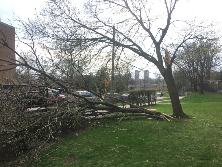 IMG_0788 - Cardinal Tree Care