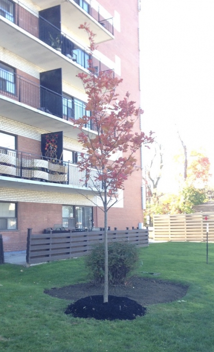 Tree Planting - Cardinal Tree Care