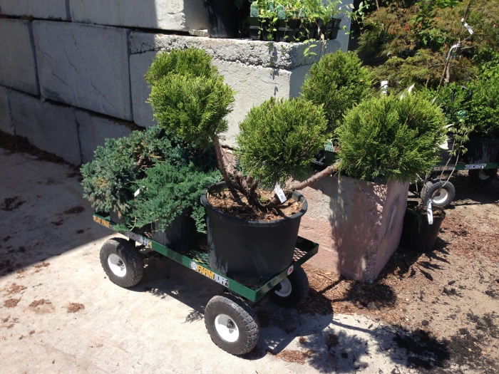 Tree Planting - Cardinal Tree Care
