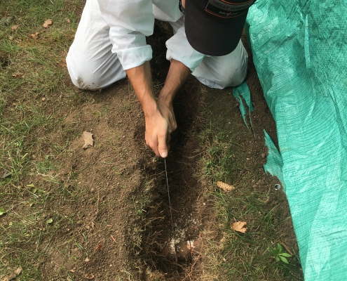 Root Pruning & Inspection - Cardinal Tree Care