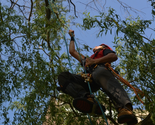 Cardinal Tree Care - Tree Services Across Toronto