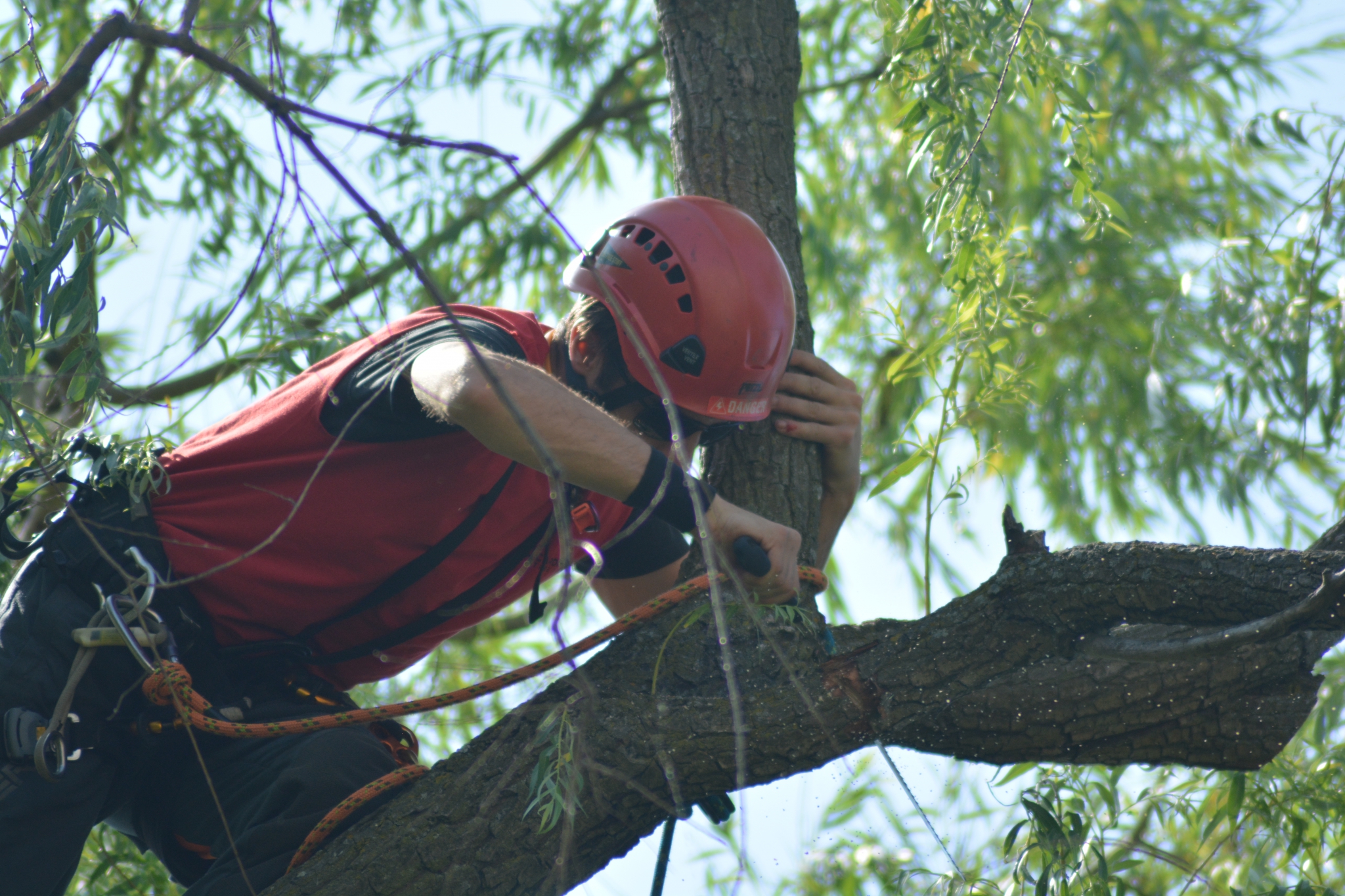 Cardinal Tree Care Photos (2019) WCB2 - Cardinal Tree Care